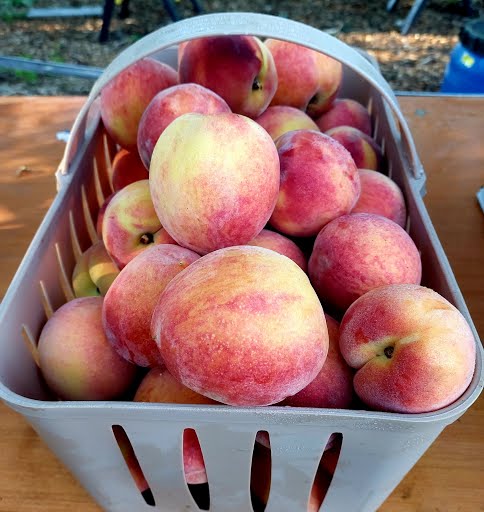 Peaches- box – The Hines Garden