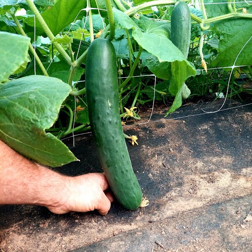 Cucumbers- Extra large (Sweet success) slicing – The Hines Garden